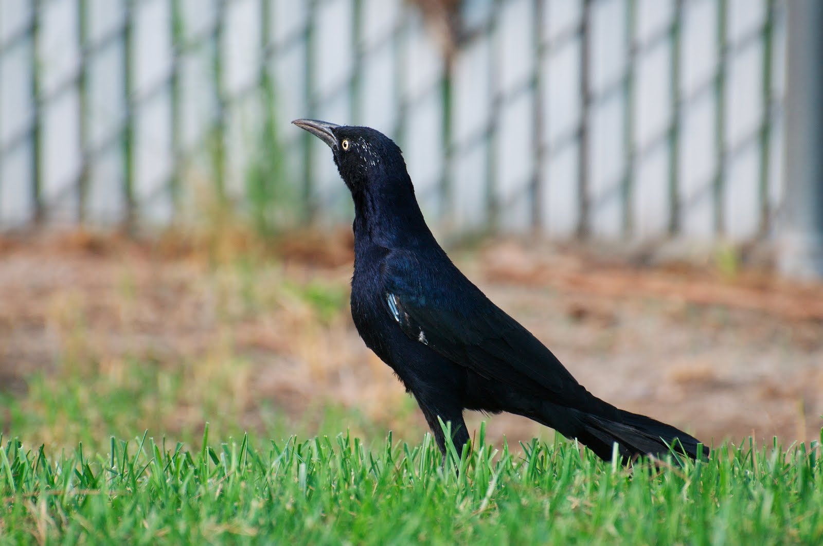 NW Bird Blog: Great-tailed Grackle